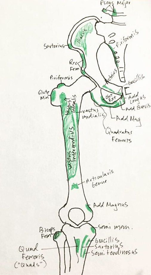 Adding Adductors to your Body Body of Knowledge